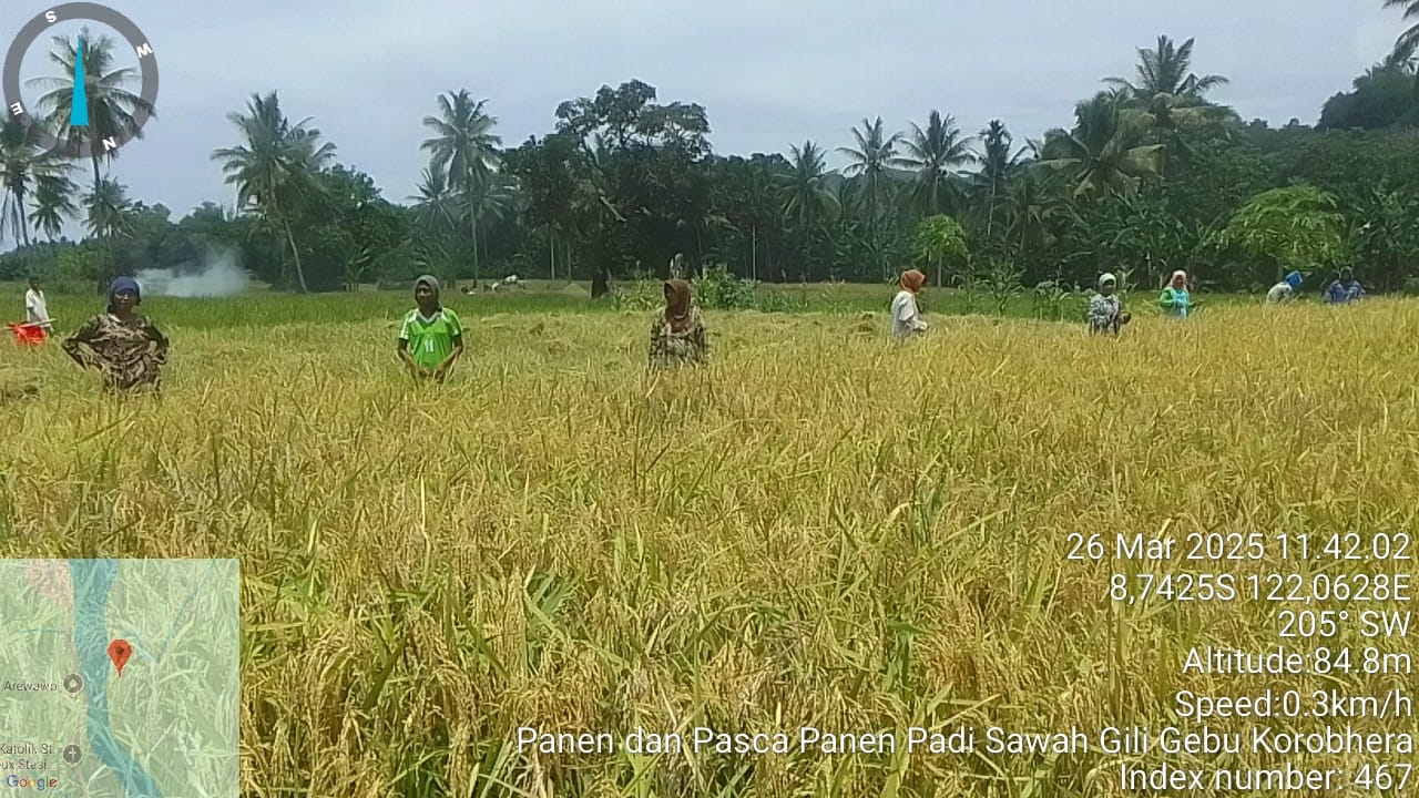 Panen dan Pasca Panen Sawah Padi Gili Gebu Korobhera Kecamatan Kambera ...