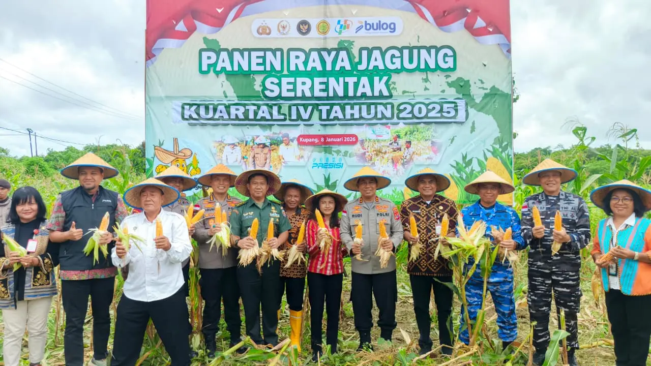 Panen Raya Jagung Serentak Kuartal IV Tahun 2025, Kawal Kesejahteraan ...